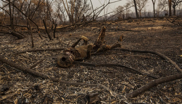 Queimadas mataram 17 milhões de animais no Pantanal em 2020, aponta estudo